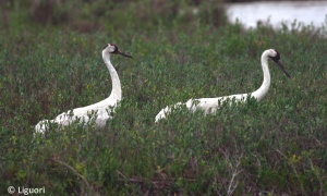 Whooping Crane Working Group